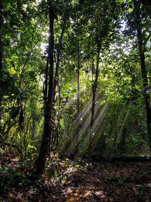 University of Oxford study shows that degraded forests are still ...